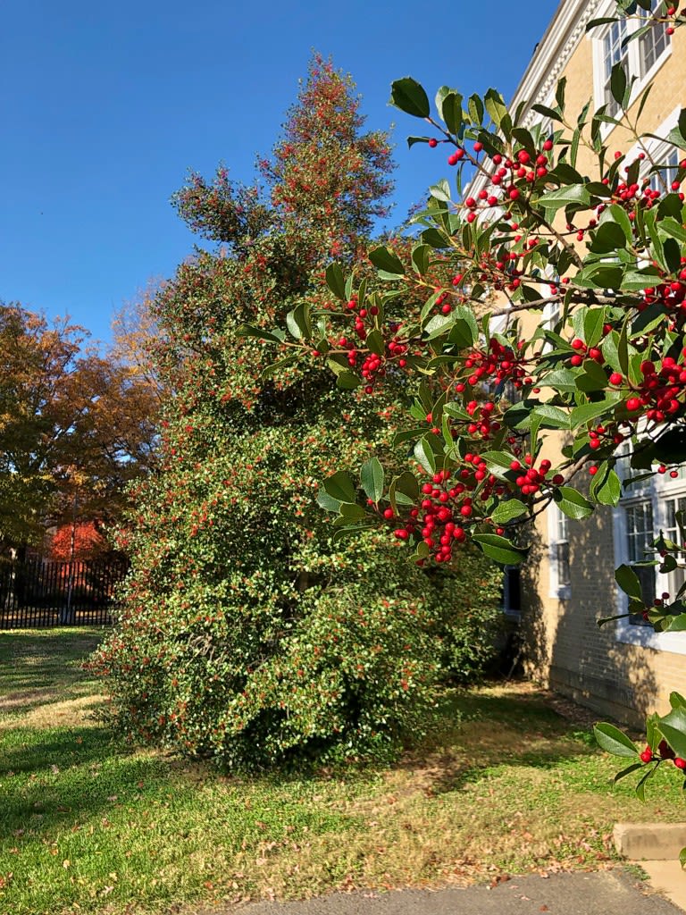 Quercetum