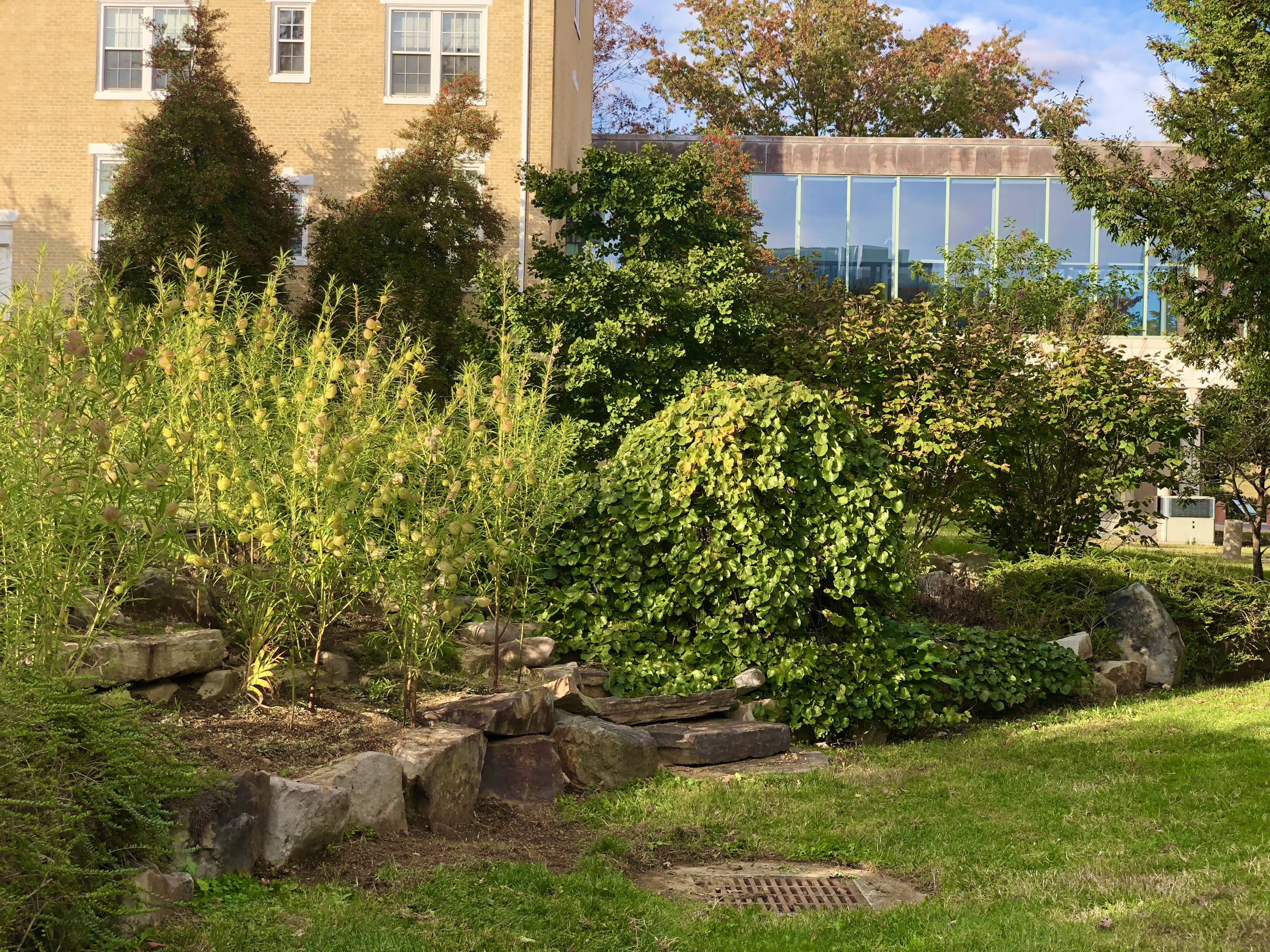 The Rockery