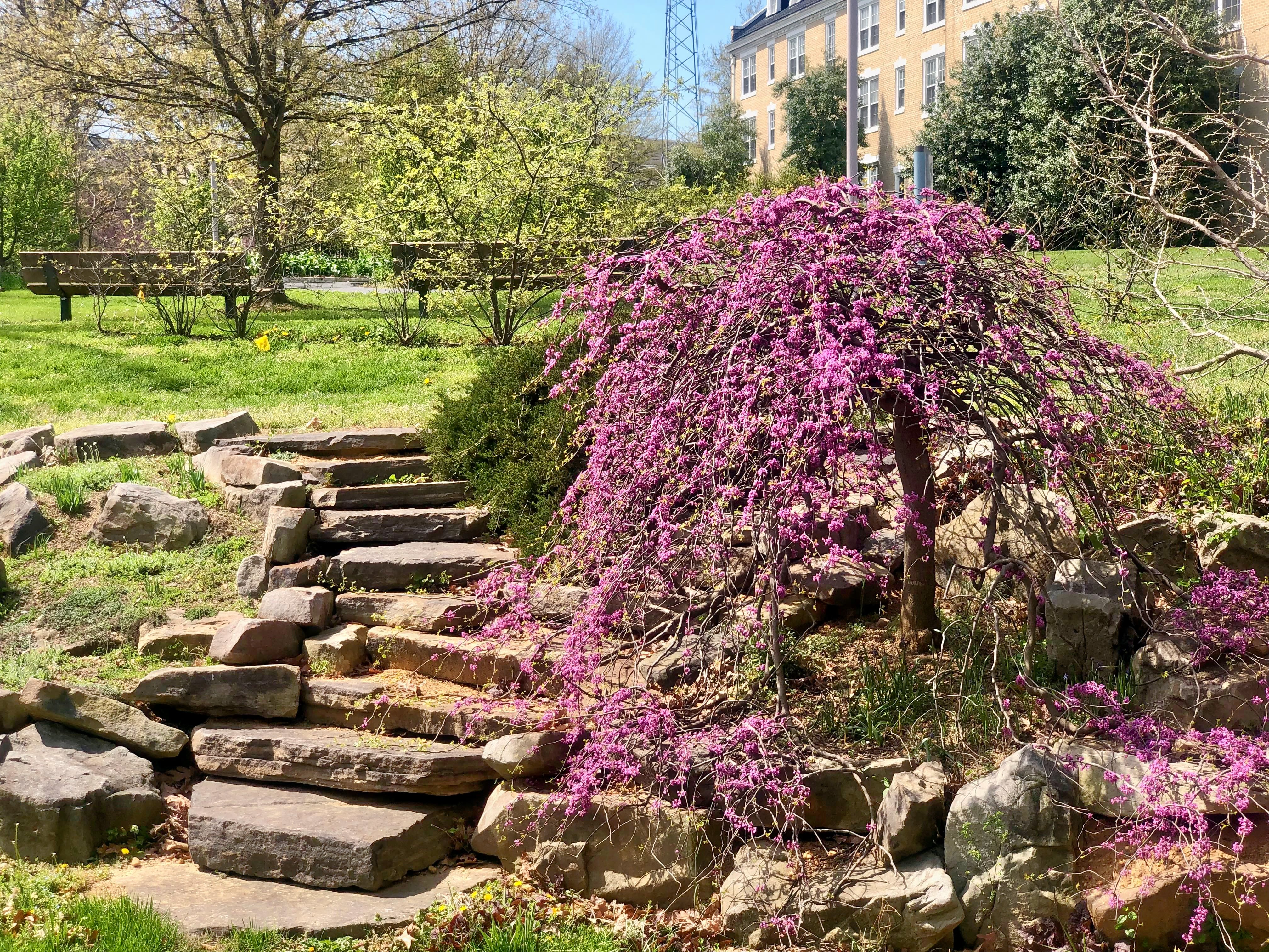 The Rockery