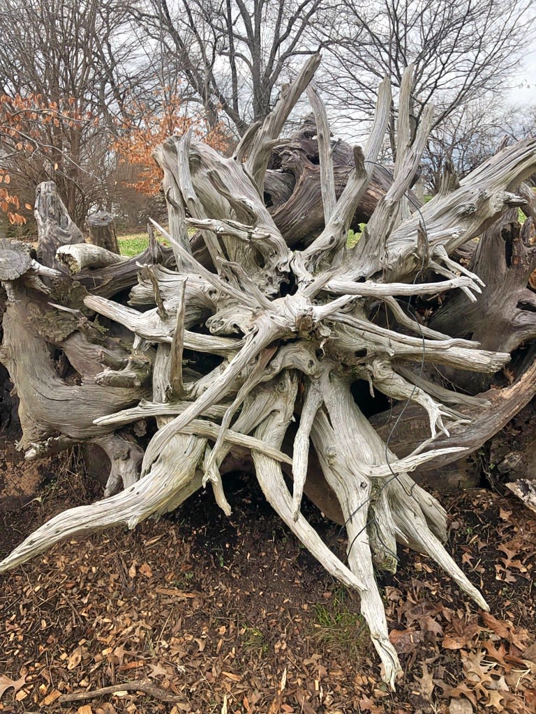 The Stumpery