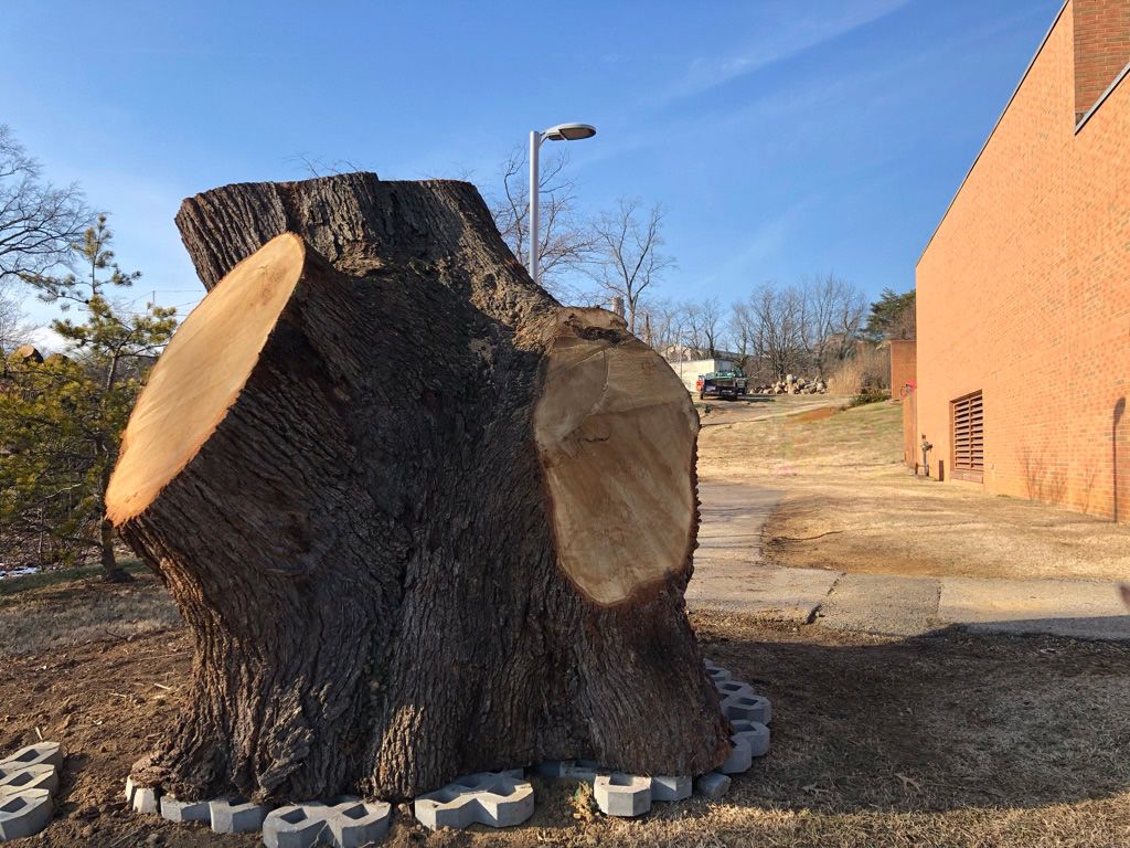 The Stumpery