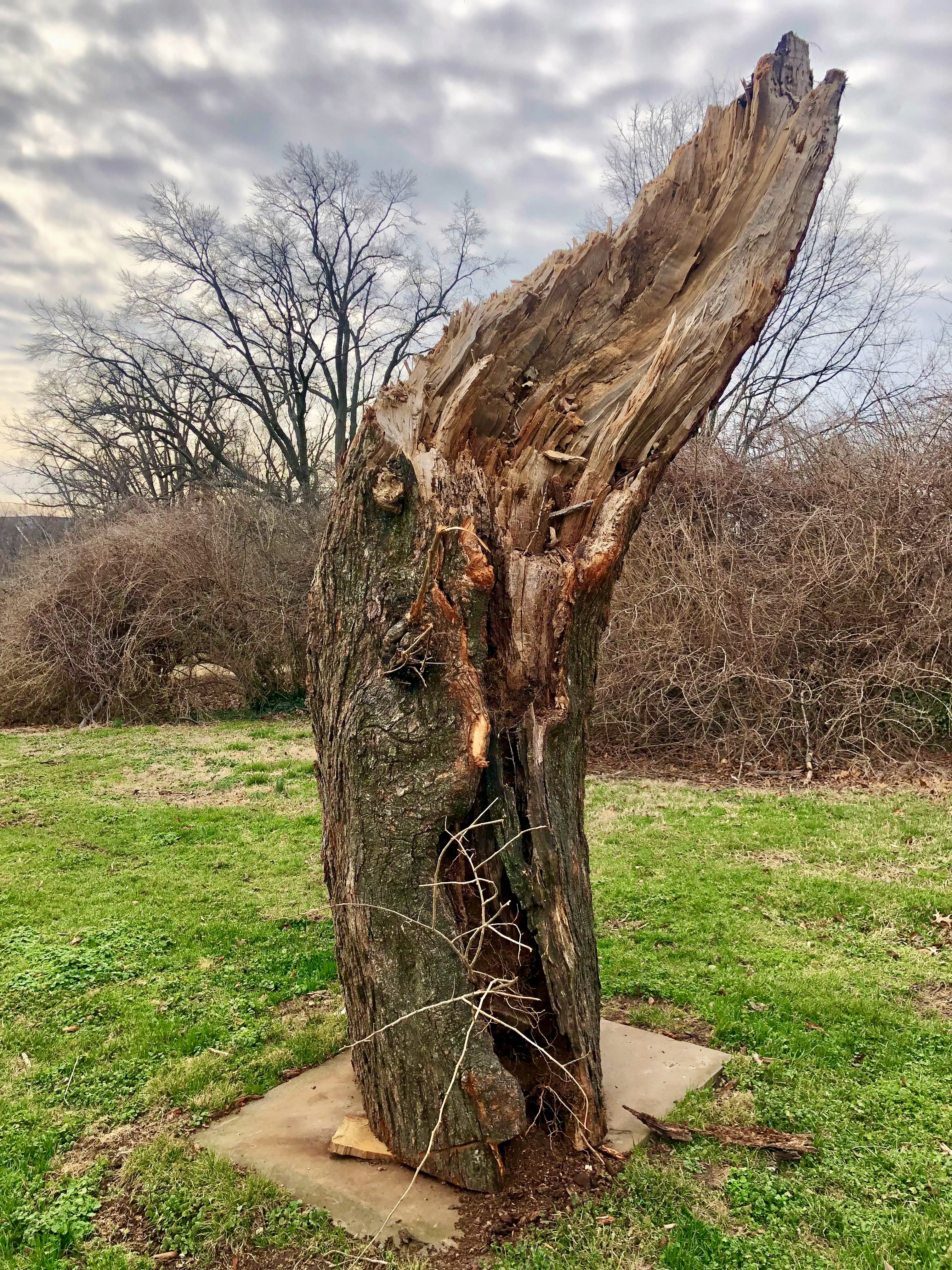 The Stumpery